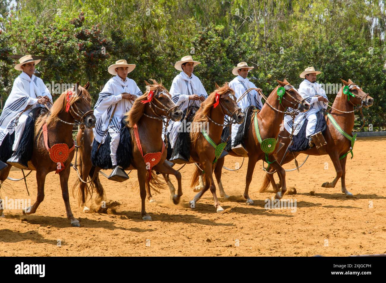 Lima, Peru - March 19, 2019: Traditional Peruvian horse parade Stock ...