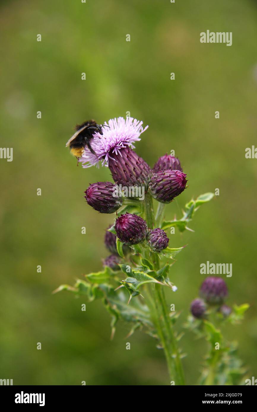 Bumble bee collects pollen from heather coloured flower of thistle. The ...
