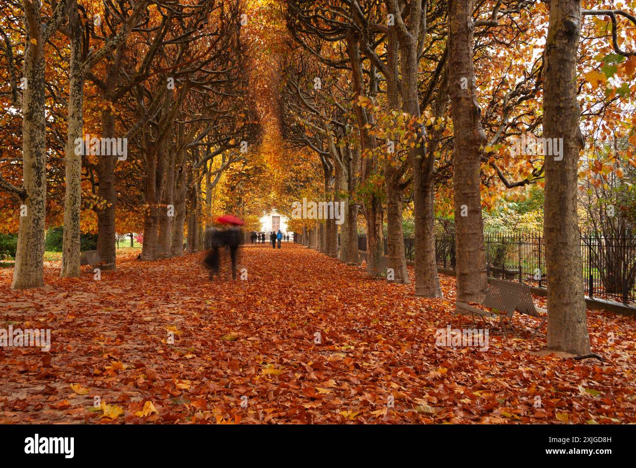 Autumn leaves and avenue of plane trees in Jardin des plantes in Paris ...