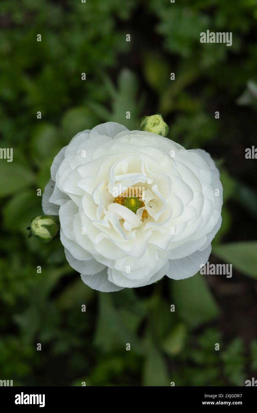Persian buttercup flower field ranunculus hi-res stock photography and ...