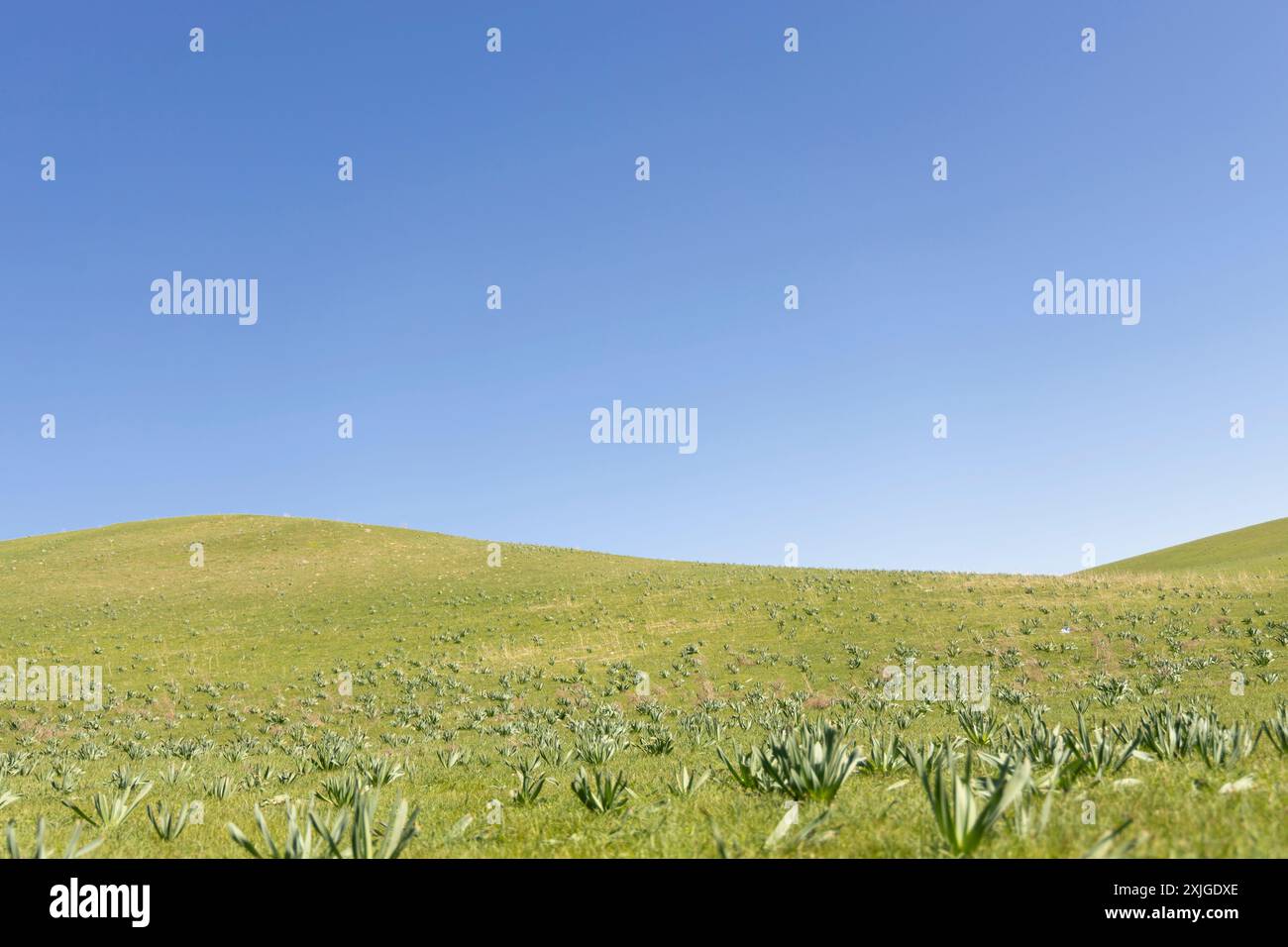 Field landscape in Kazakhstan steppe Stock Photo - Alamy