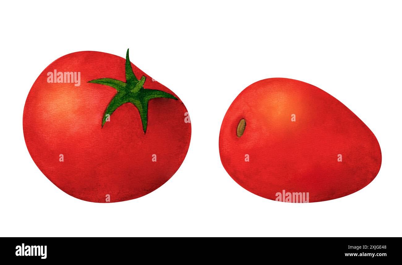 Red tomato, watercolor illustration, isolated on white background. For ...