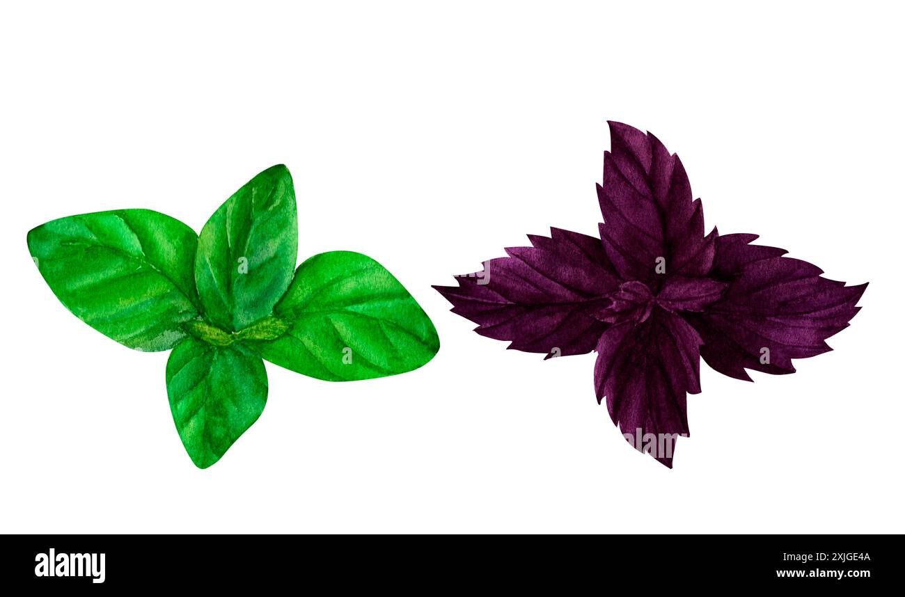 Purple and green Basil, watercolor illustration, isolated on white ...