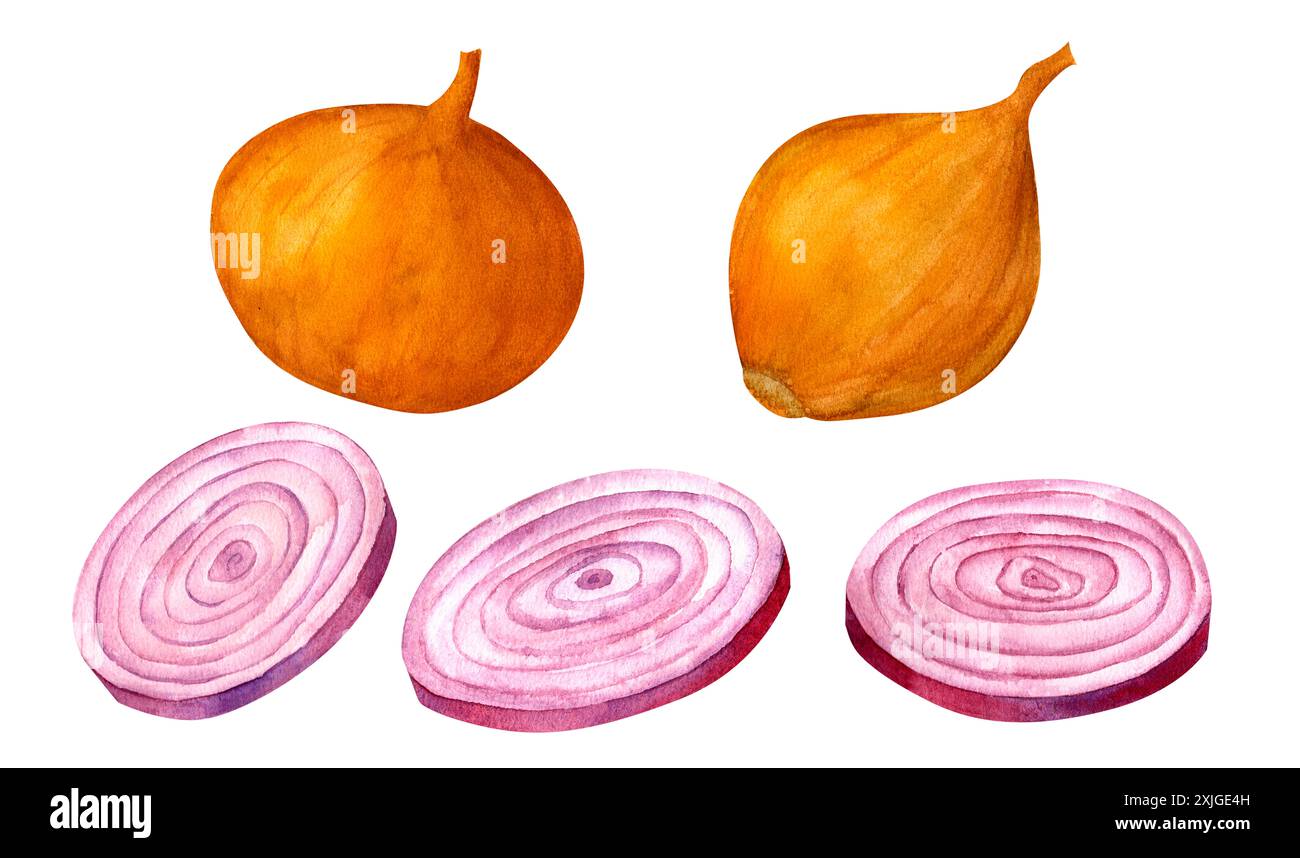 Cut slice onion, watercolor illustration, isolated on white background ...