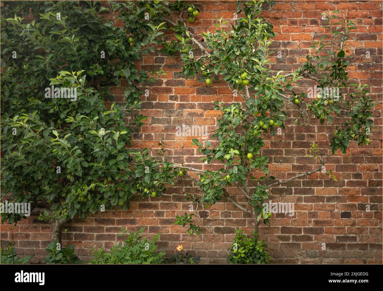 Pruned apple tree hi-res stock photography and images - Alamy