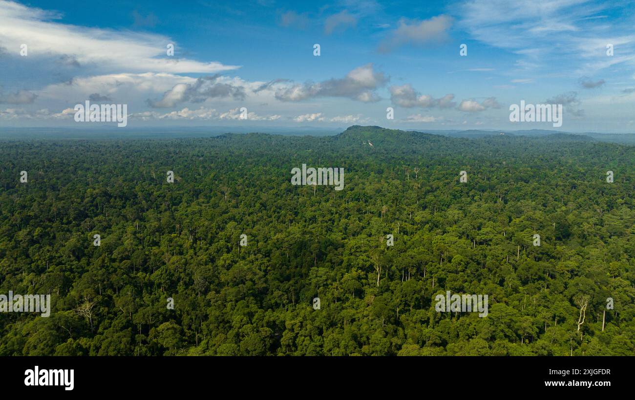 Aerial drone of lowland tropical forest and jungle. Borneo, Malaysia ...
