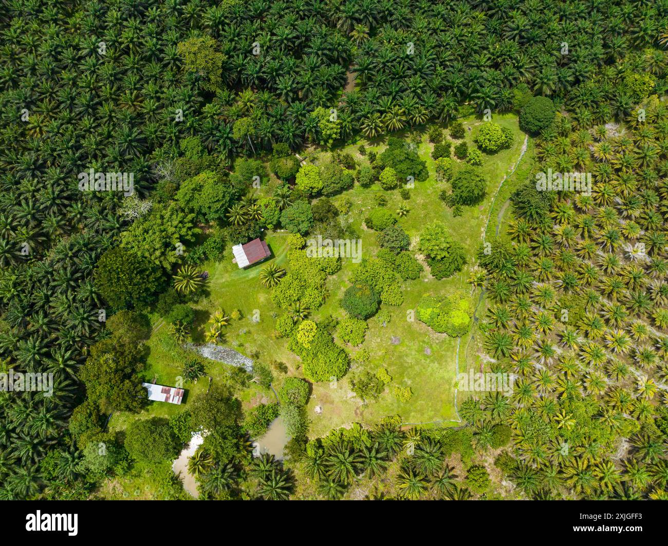 Oil palm plantations in Malaysia. Oil palm estates in Borneo Stock ...