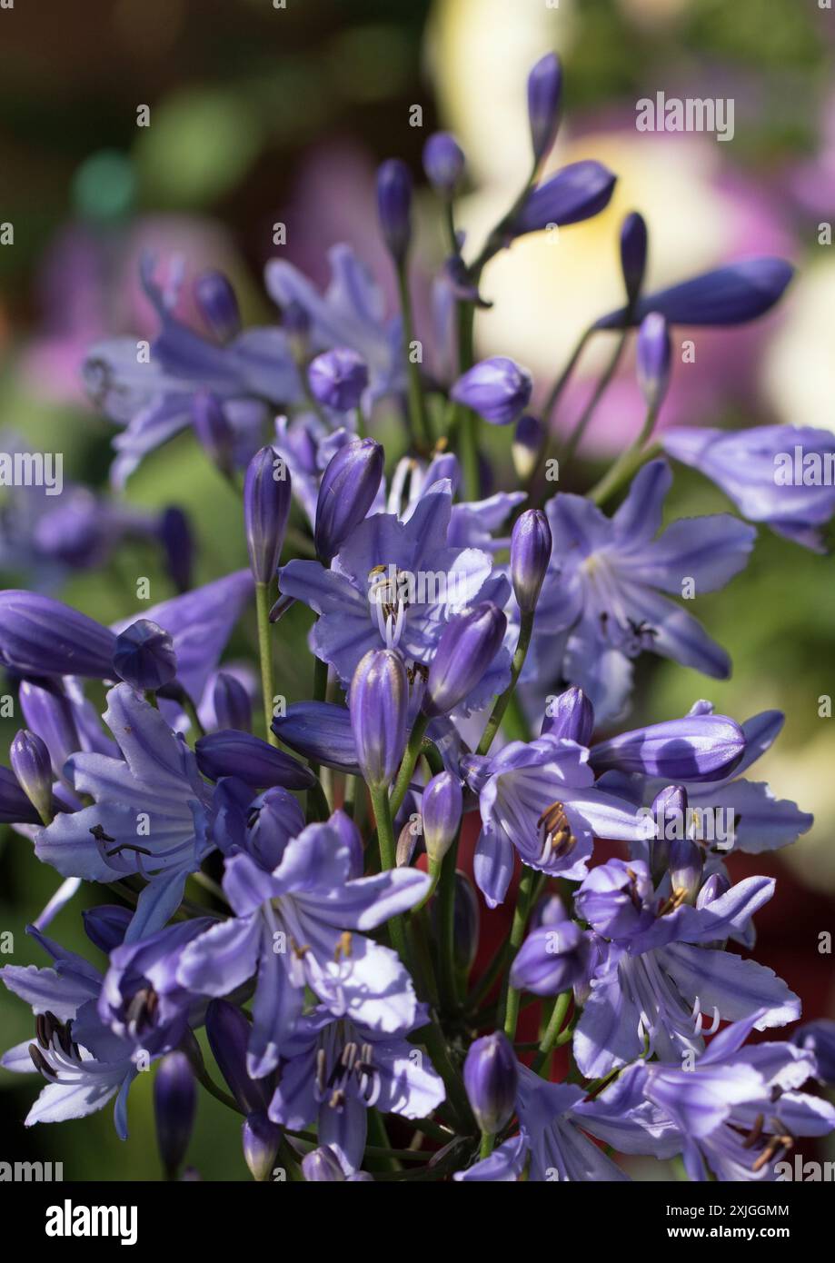 Agapanthus flower in full bloom, with a cluster of blue / purple ...