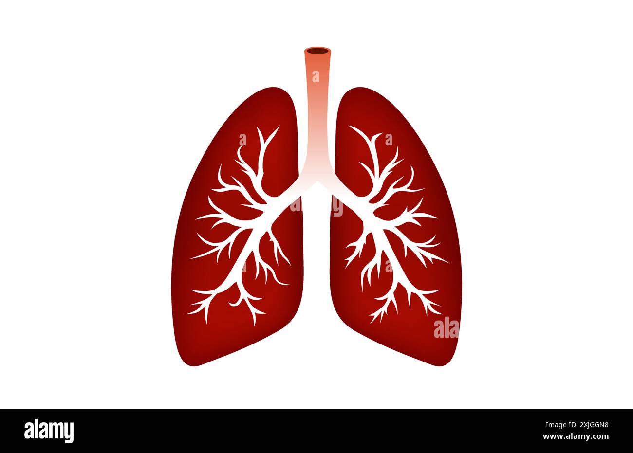 human lungs, respiratory organ, diagnostic symbol. Vector illustration ...
