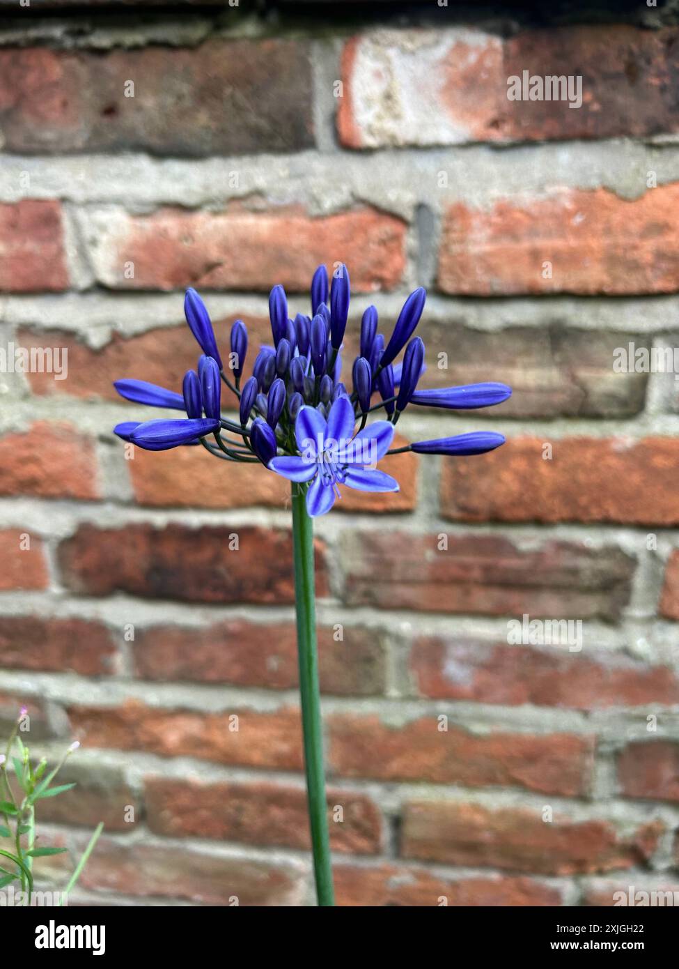 Agapanthus africanus, or the African lily, is a flowering plant from ...