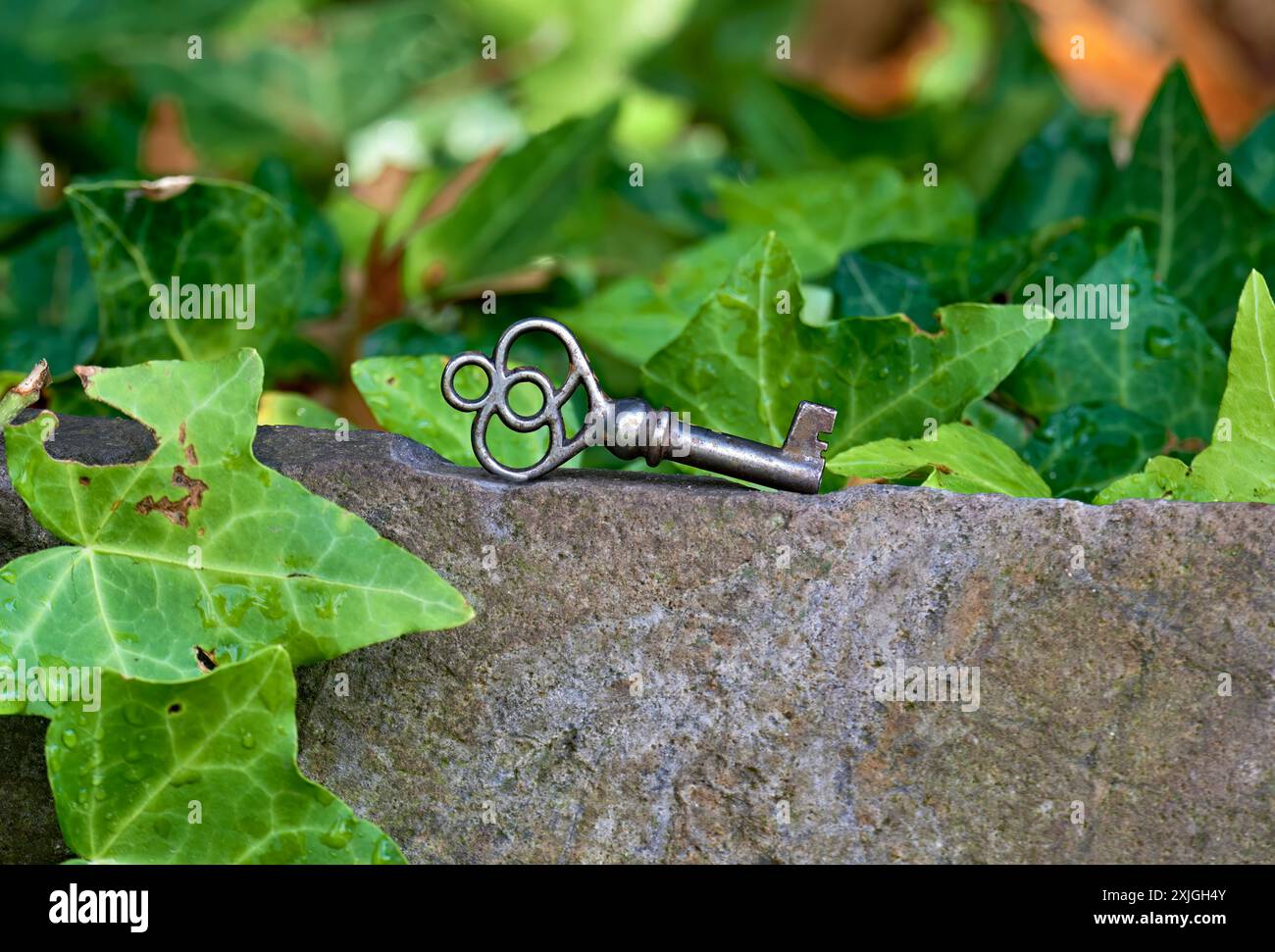 A vintage key. The key to success,imagination,or to open the door of to ...