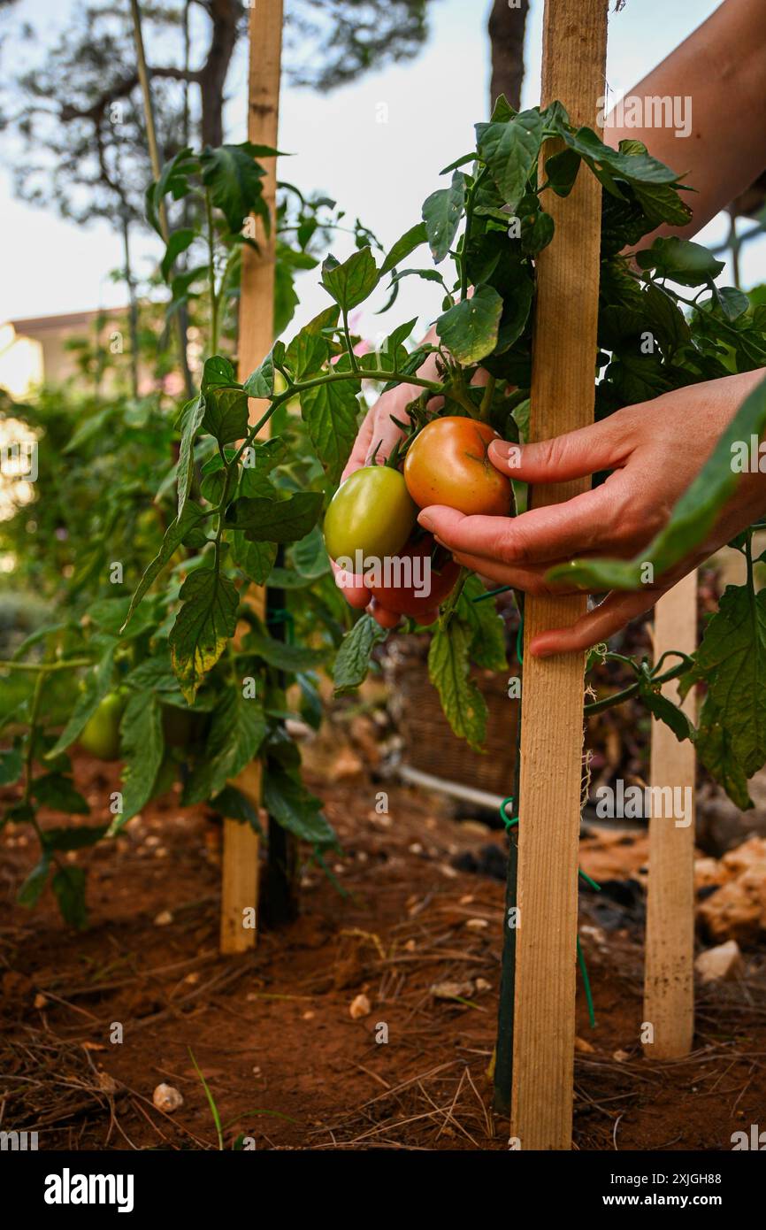 Farmer is picking a ripe red tomato from her plant in her garden Stock ...