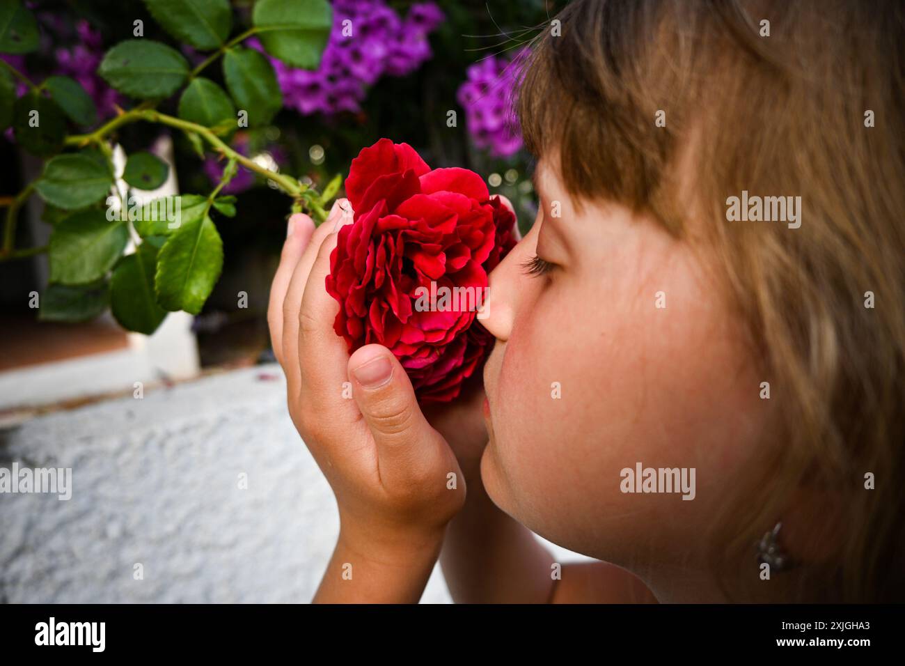 Smelling a rose summer garden hi-res stock photography and images - Alamy