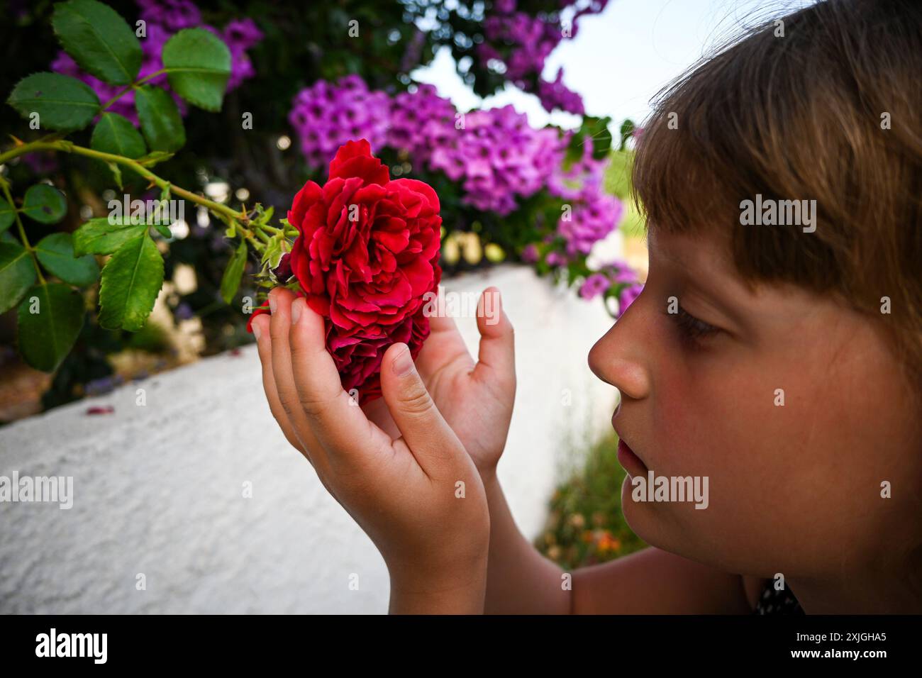 Little girl is carefully smelling a red rose flower in a summer garden ...