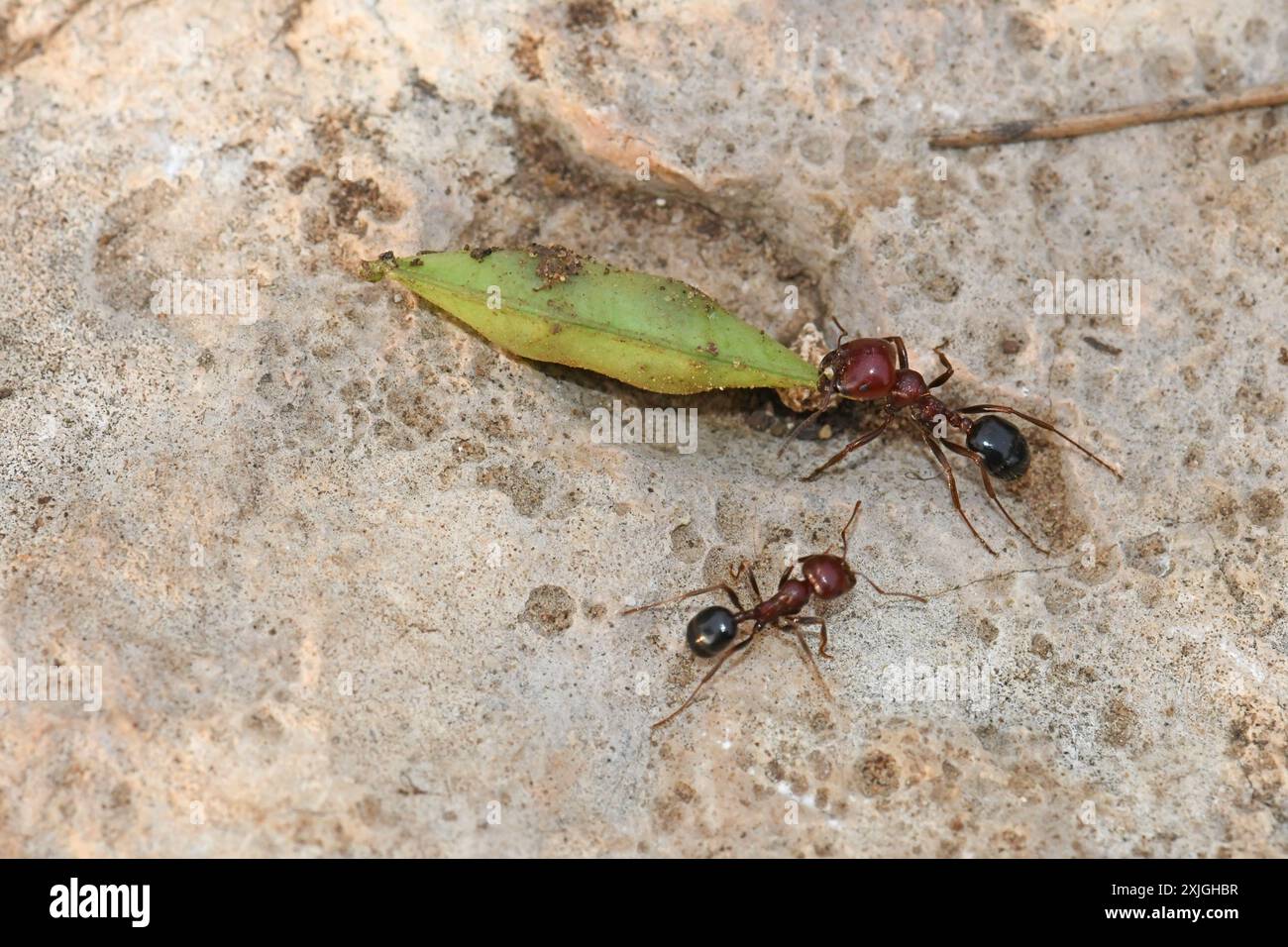 Insect carry hi-res stock photography and images - Alamy