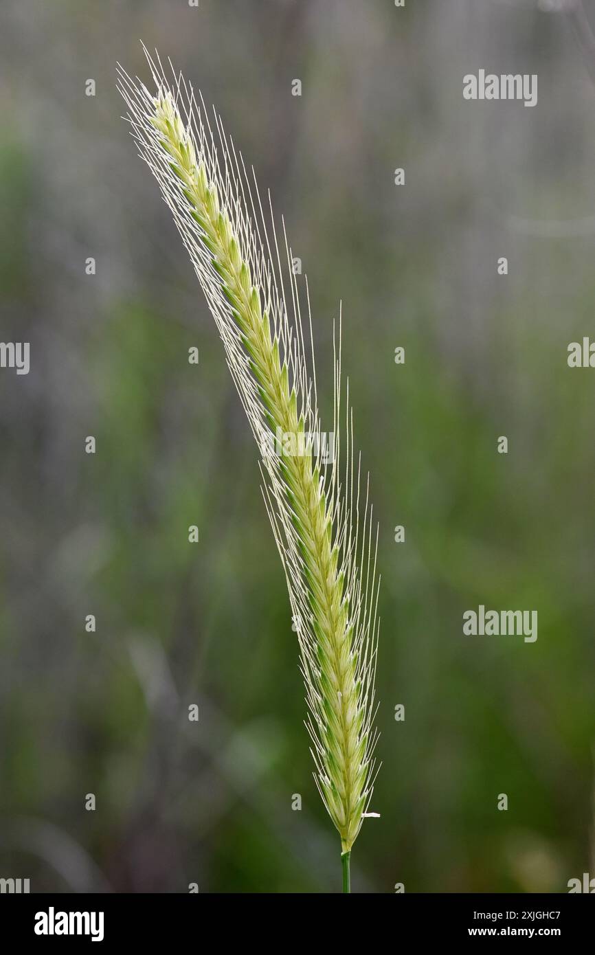 Barley in the field, closeup Stock Photo - Alamy