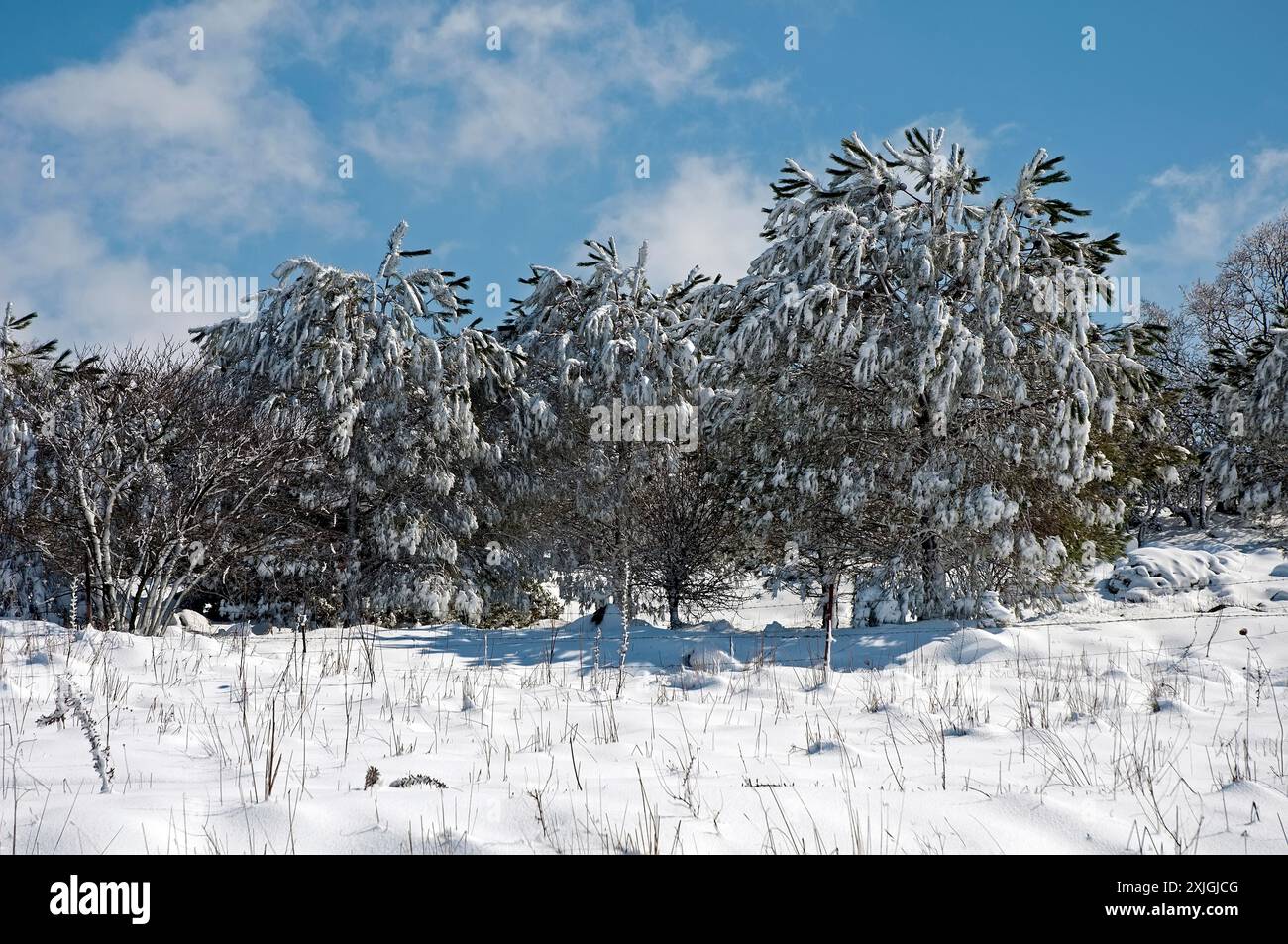Snow scene in the Golan heights, Israel Stock Photo - Alamy