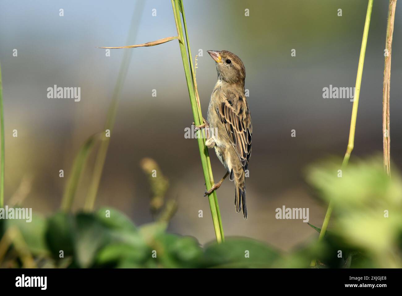 Spanish sparrow, female Stock Photo - Alamy