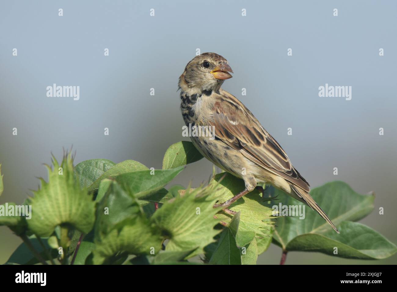 Spanish bird migration hi-res stock photography and images - Alamy