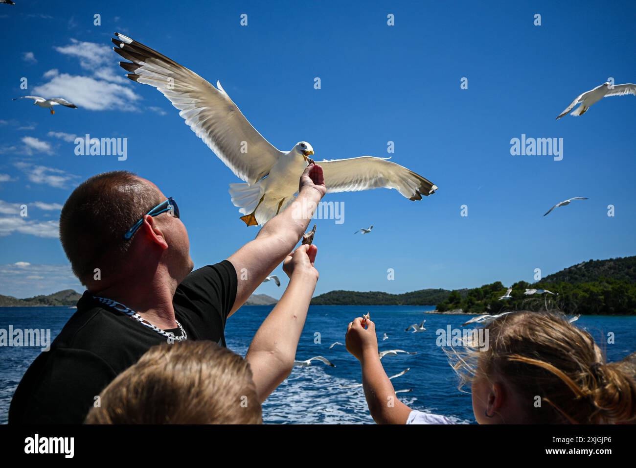 Family having fun feeding a flock of seagulls from a boat in the ...