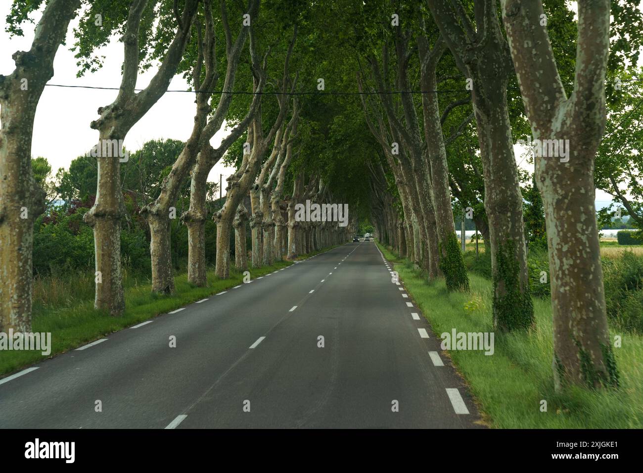 A peaceful road through the French countryside with tree canopy ...