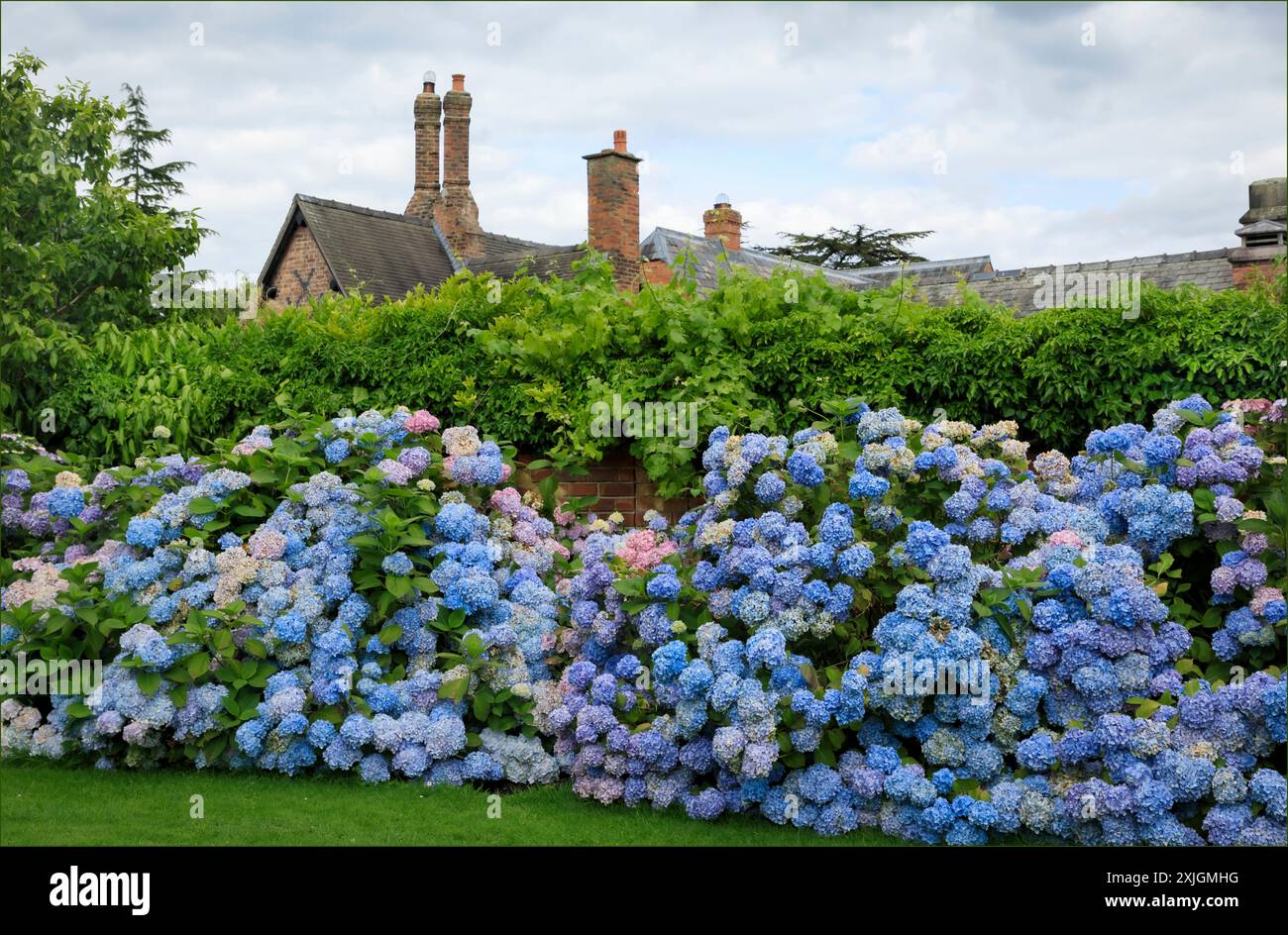 Border of a garden with a Hydrangea hedge in front of a red brick wall ...