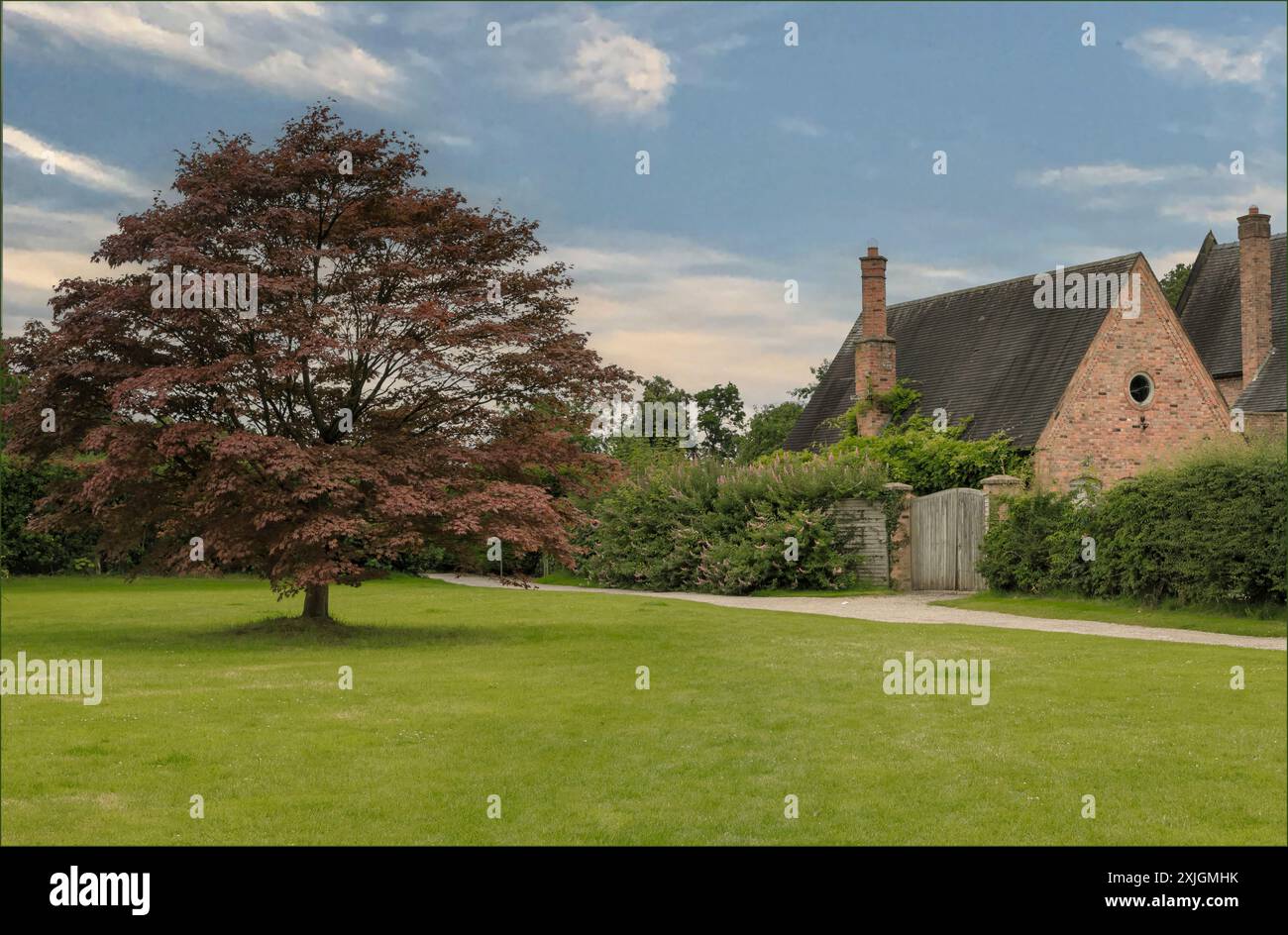 Copper coloured Acer tree in a field next to a house behind some gates ...