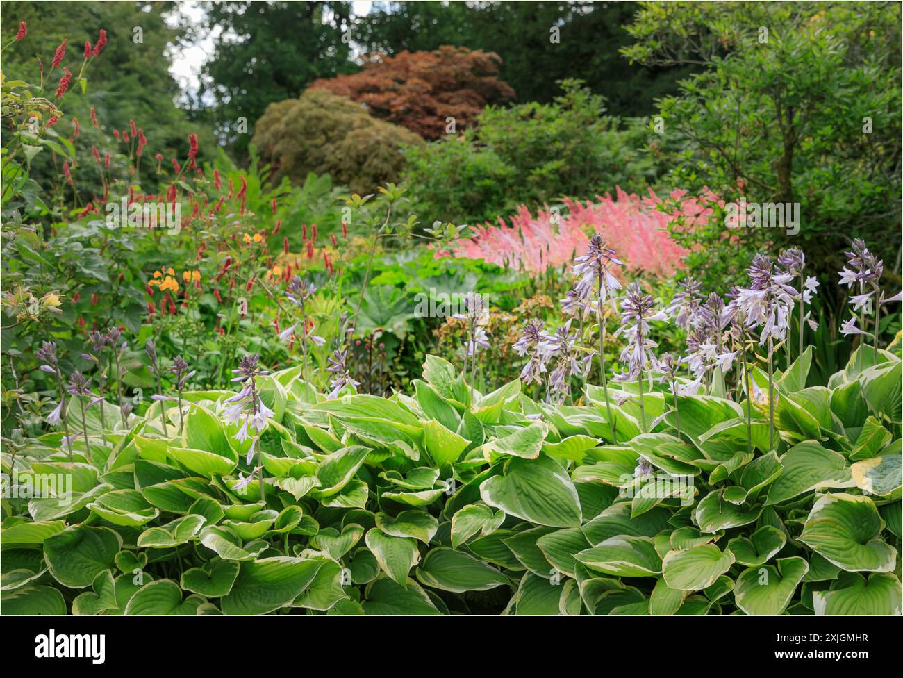 Purple hosta plants in the crowded border of an english country garden ...