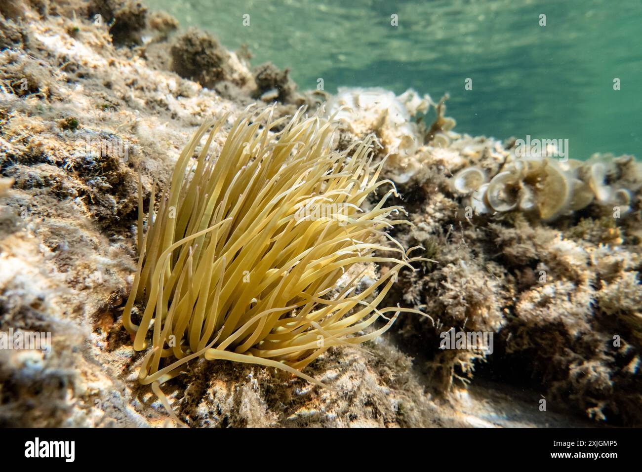 Marine species documentation hi-res stock photography and images - Alamy