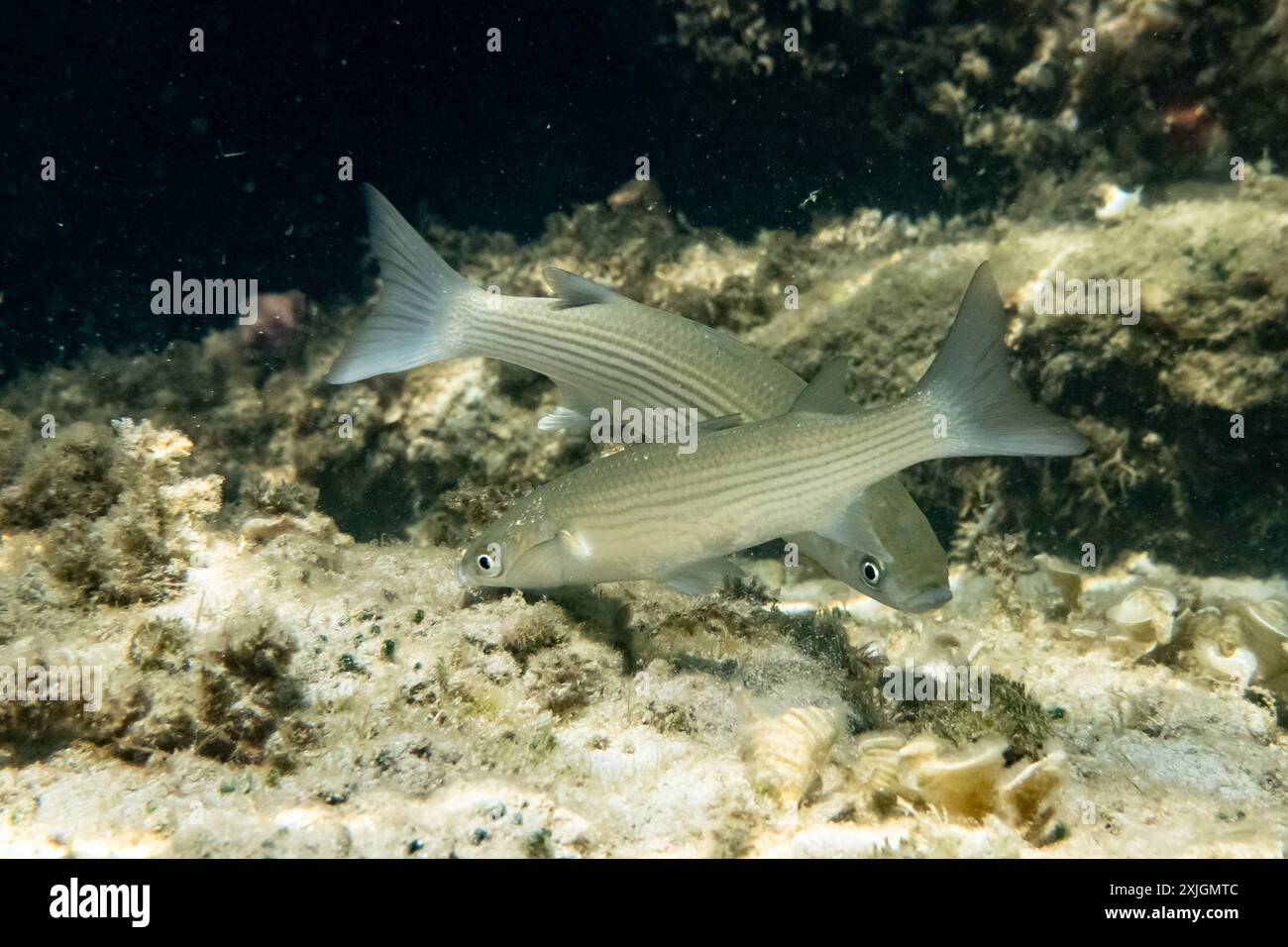 Striped Mullets (Mugil cephalus) are being pictured in the waters of ...