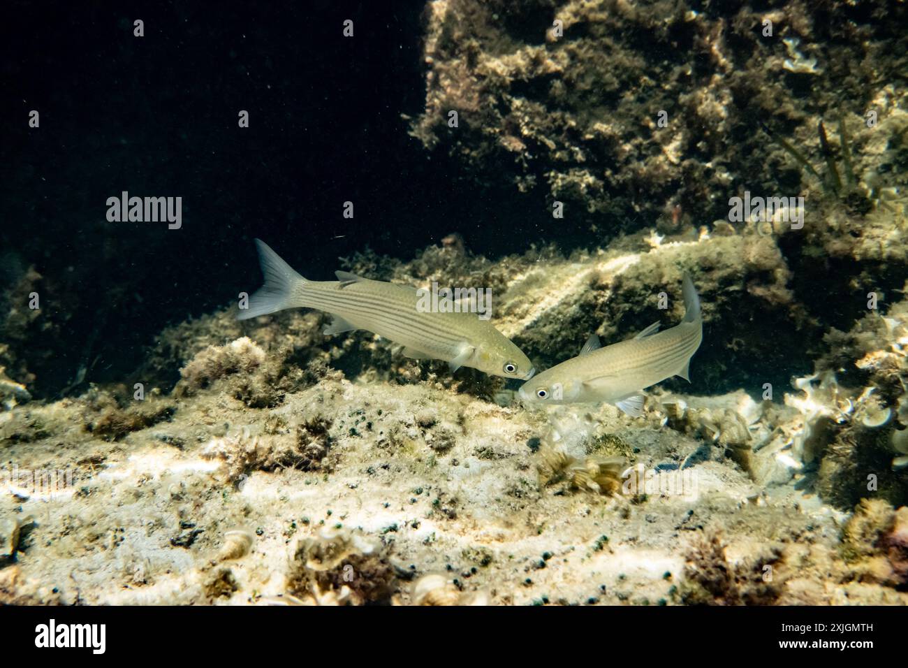 Cabras, Italy. 18th July, 2024. Striped Mullets (Mugil cephalus) are ...