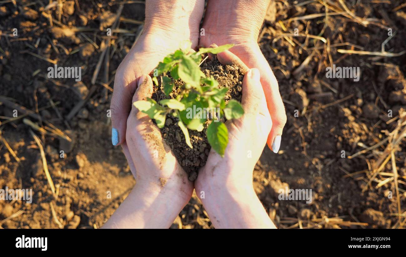Young hands giving to adult female arms small sprout at meadow. Farmers ...
