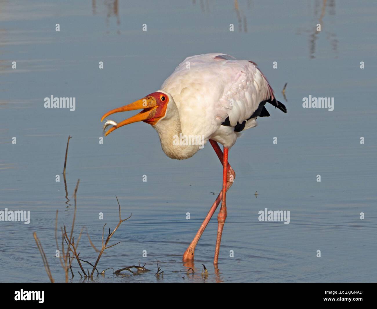 single Yellow-billed Stork (Mycteria ibis) tossing silver fish prey ...