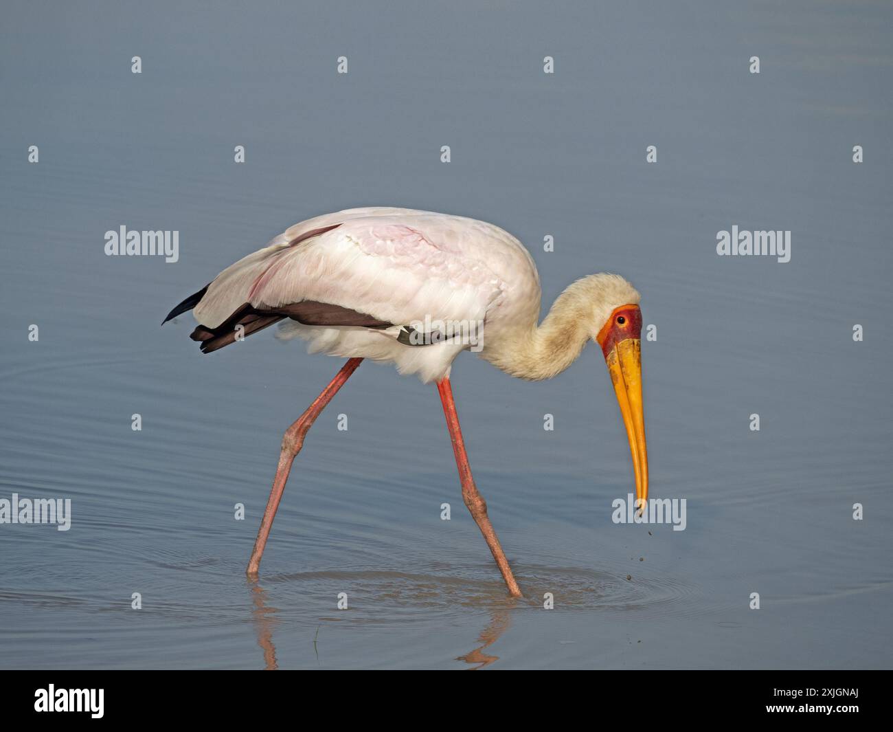 single Yellow-billed Stork (Mycteria ibis) with yellow bill & red face ...