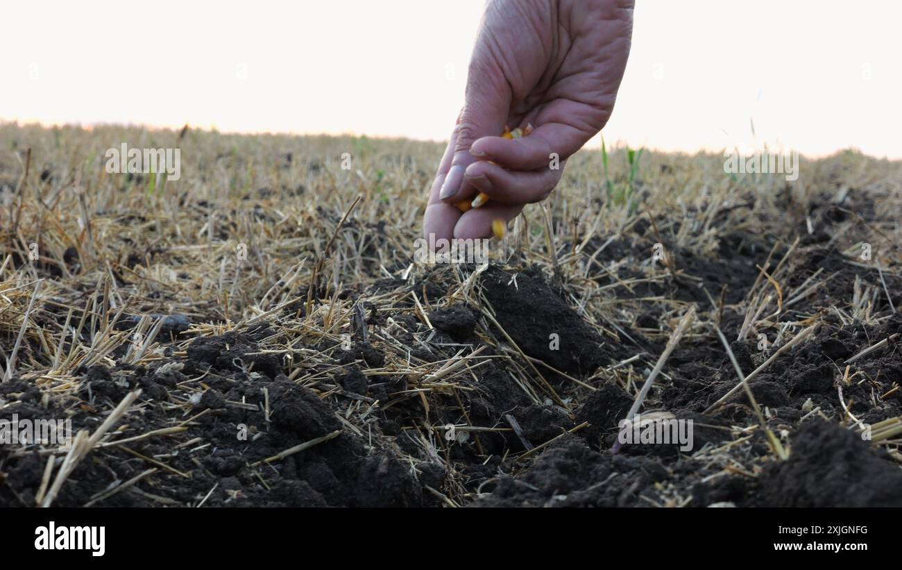 Close up to female hand of agronomist sowing grains of corn on ...