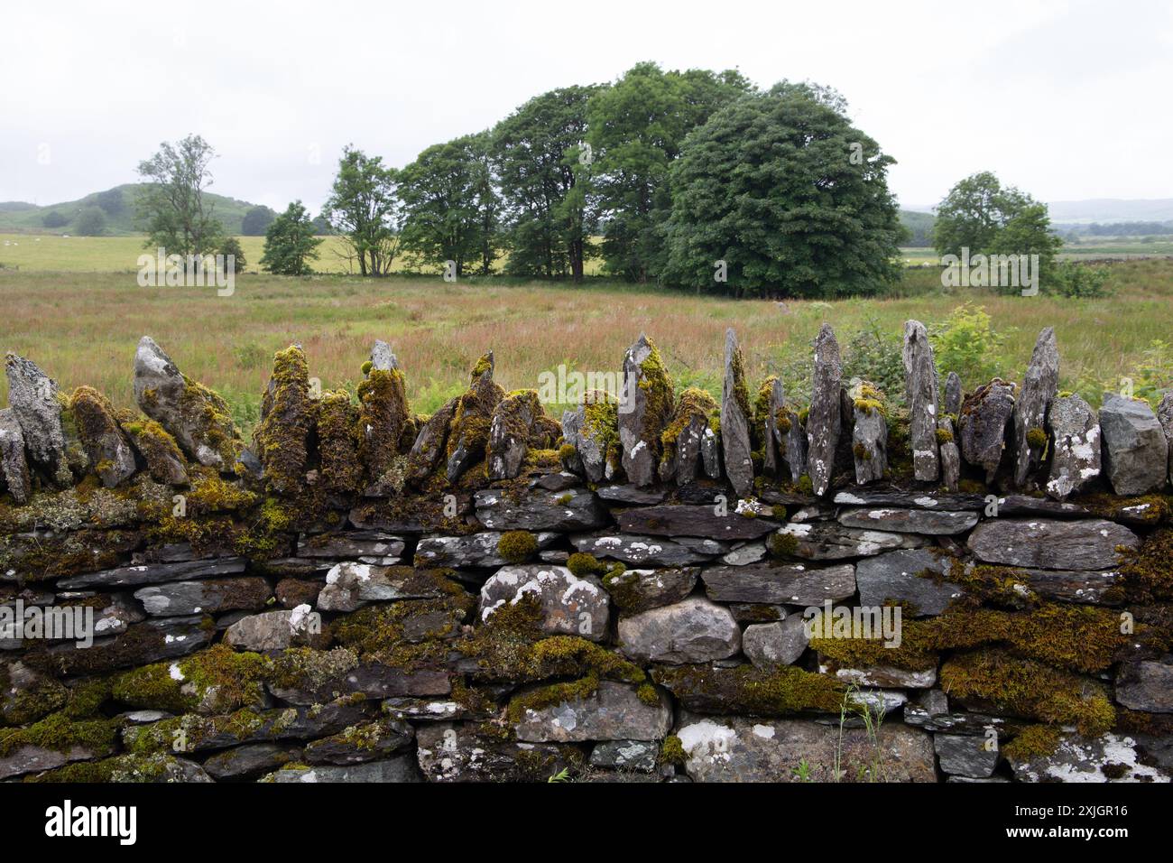 Stone wall scotland pasture hi-res stock photography and images - Alamy