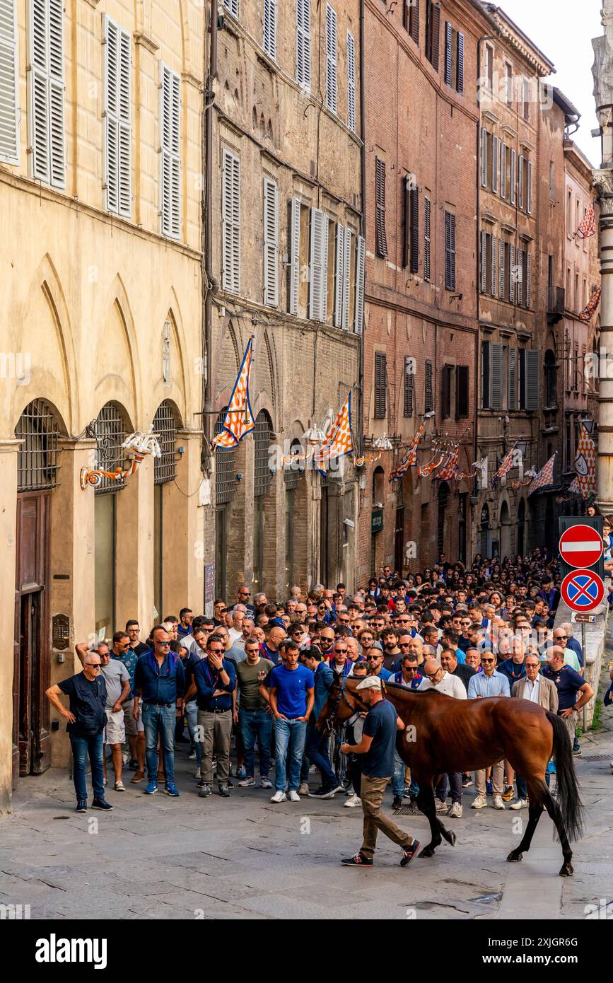 The Nicchio (Shell) Contrada Take Their Horse Through The Streets Of ...