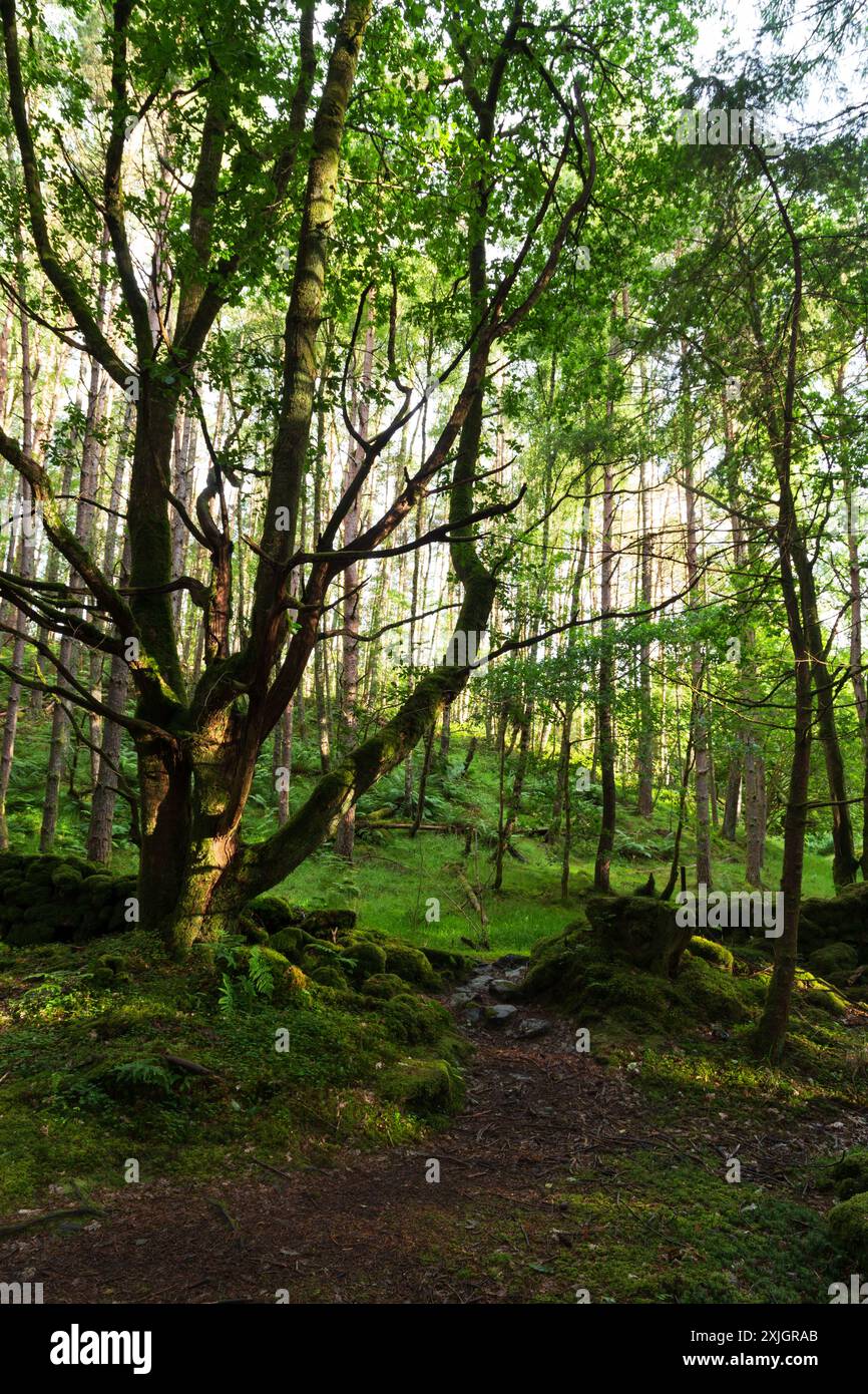 Remote forest hi-res stock photography and images - Alamy