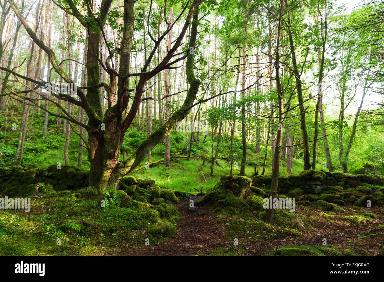 Remote forest hi-res stock photography and images - Alamy