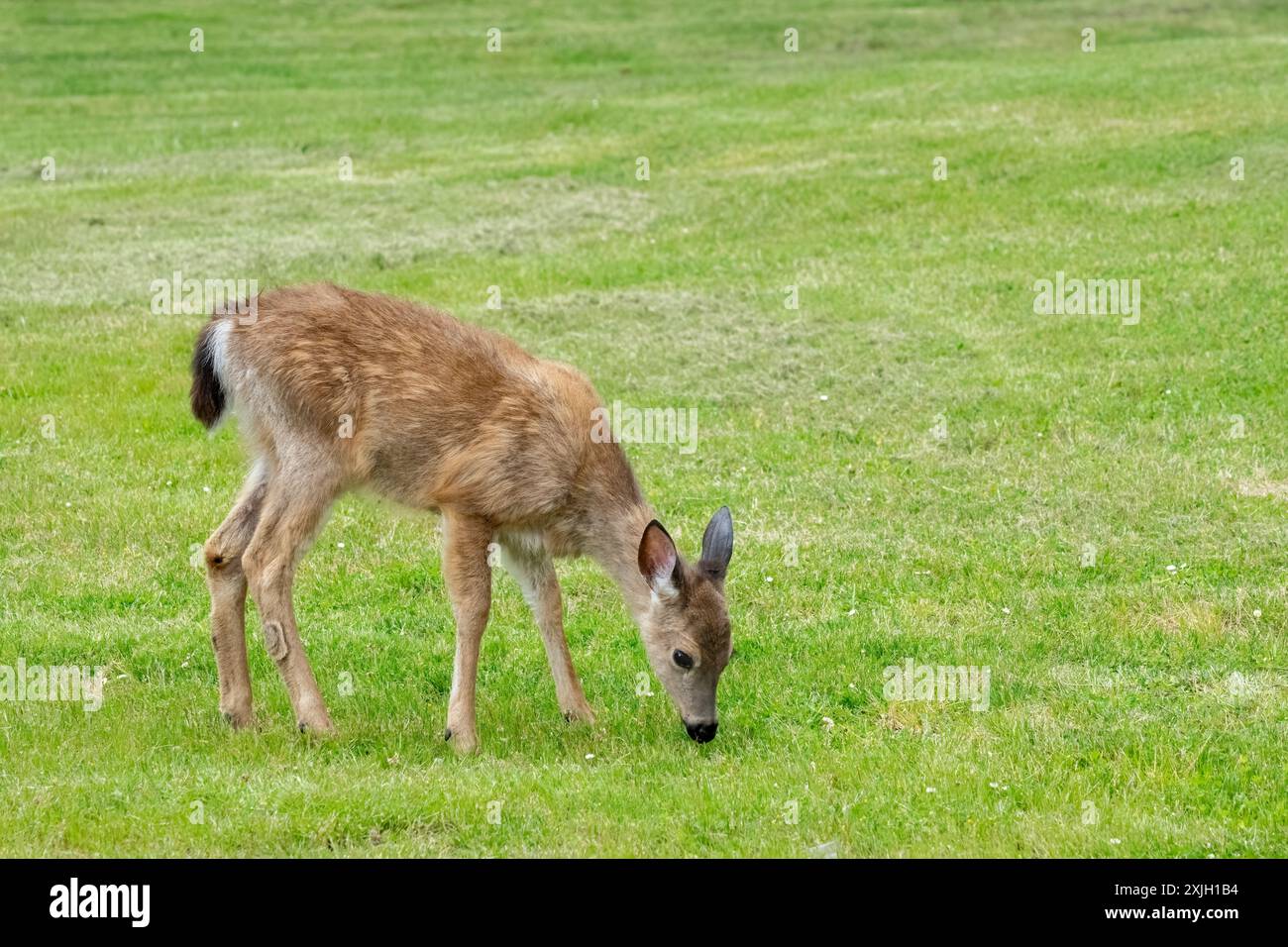 Fort Ebey State Park, Washington, USA. Black-tailed deer doe grazing on ...