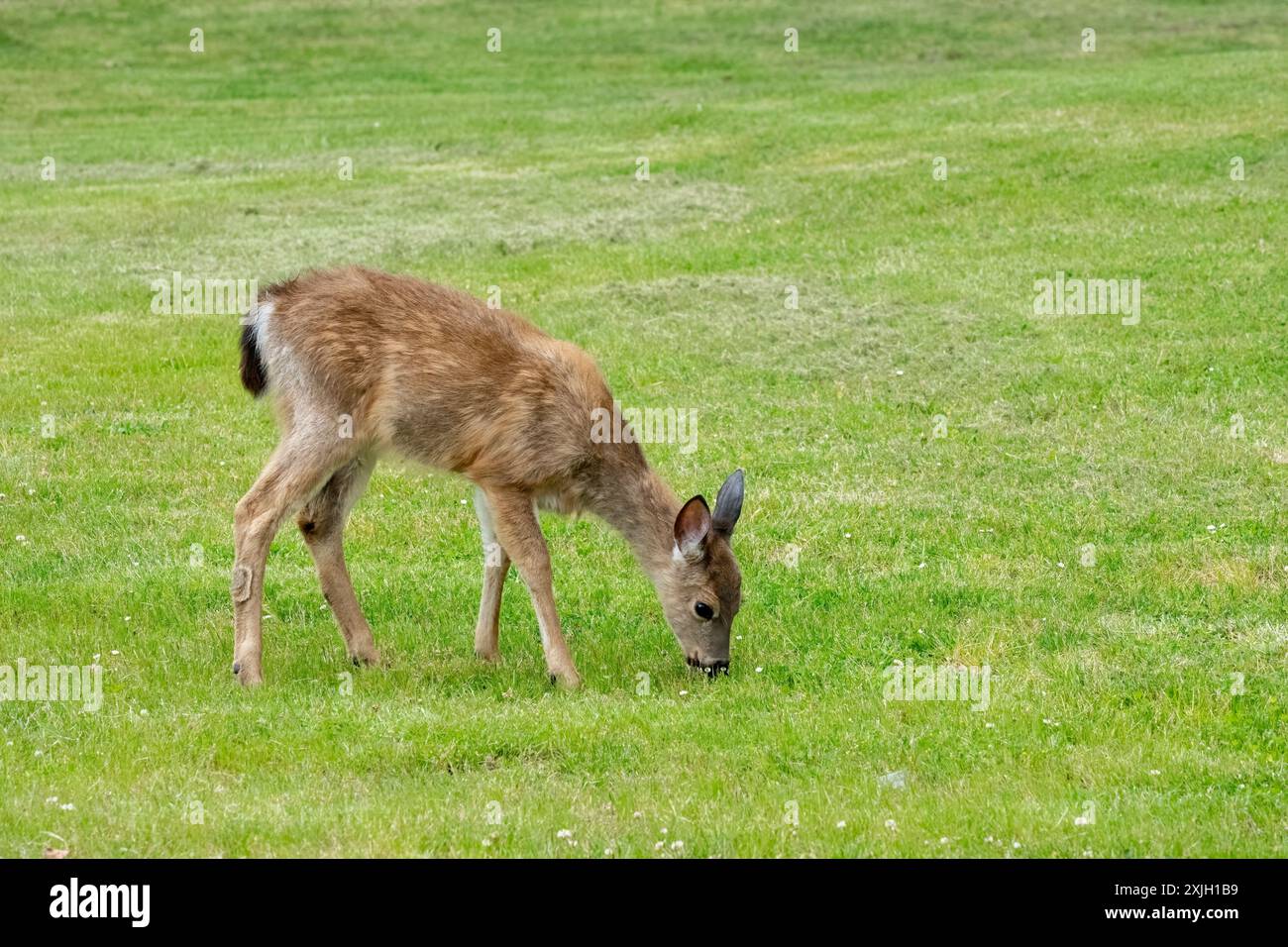 Fort Ebey State Park, Washington, USA. Black-tailed deer doe grazing on ...