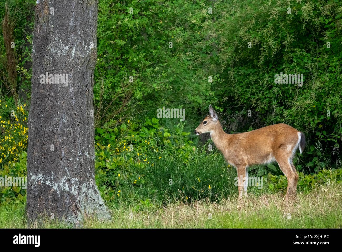 Fort Ebey State Park, Washington, USA. Black-tailed deer doe standing ...