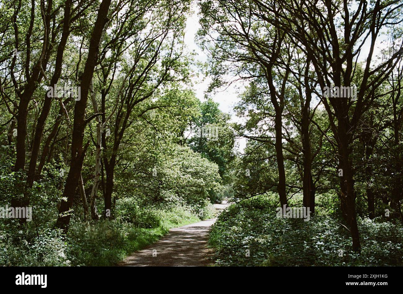 Path through the woods on Wimbledon Common, Greater London UK, in ...