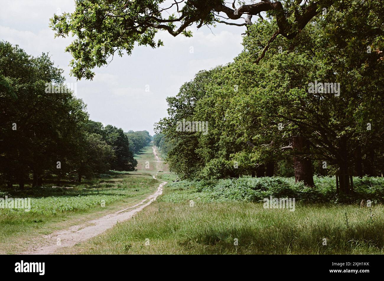 Path through Richmond Park, viewed from the Royal Ballet School area ...