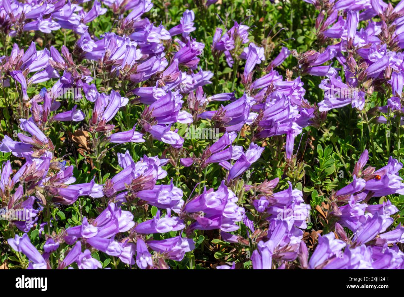 North Cascades National Park, Washington, USA. Davidson’s penstemon ...