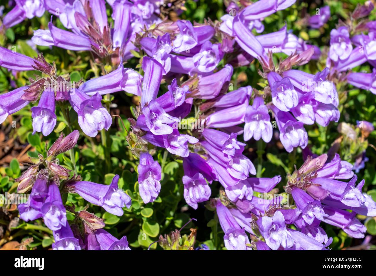 North Cascades National Park, Washington, USA. Davidson’s penstemon ...