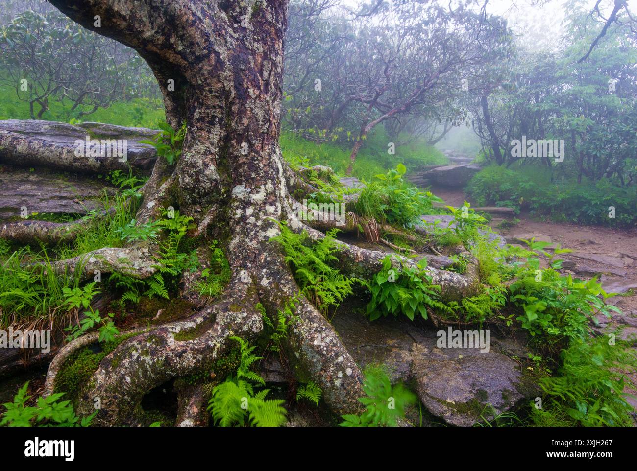 Common trees of north carolina hi-res stock photography and images - Alamy