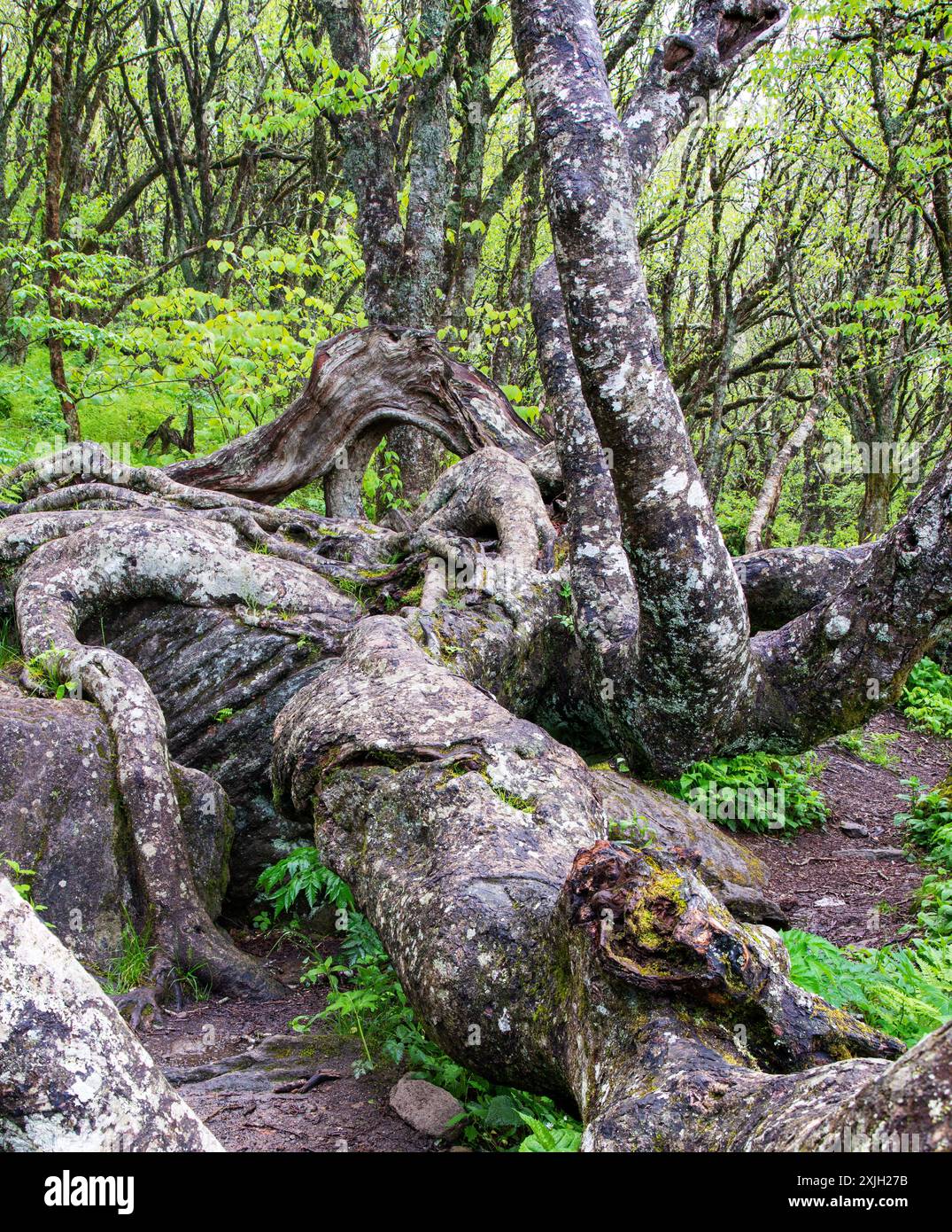 Common trees of north carolina hi-res stock photography and images - Alamy