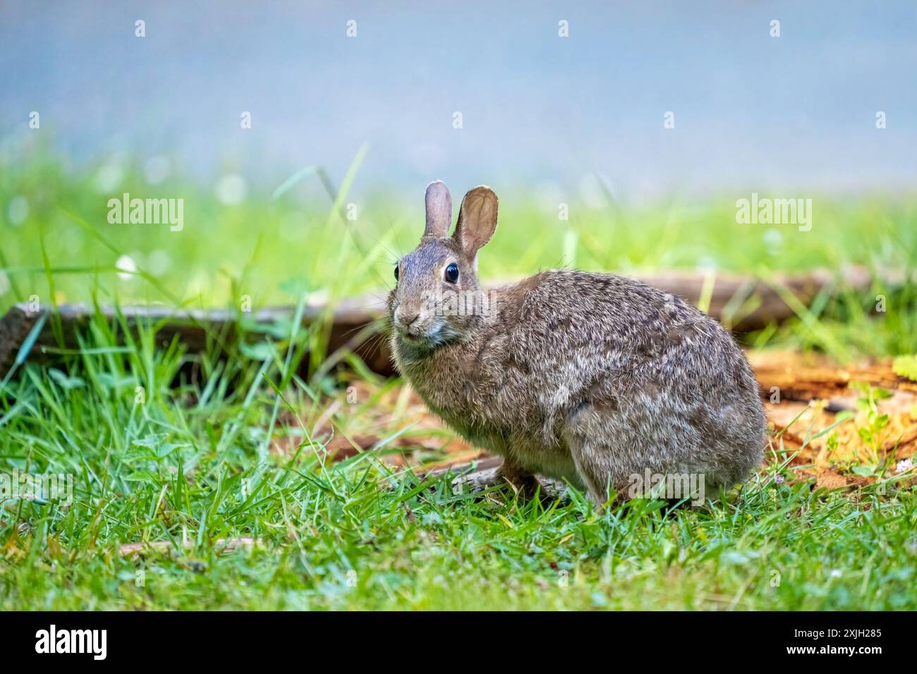 Deception Pass State Park, Washington, USA. Brush Rabbit in North Beach ...
