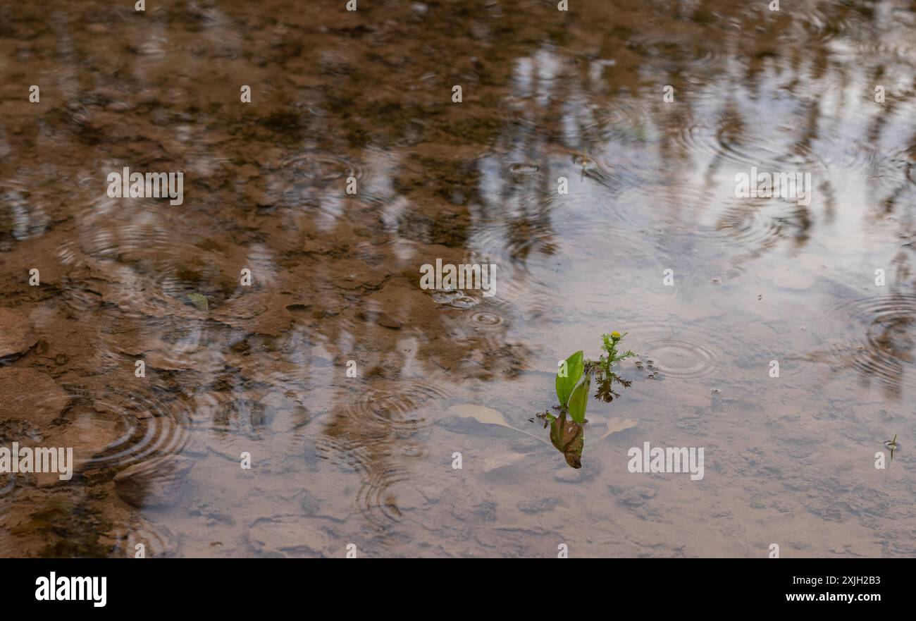 Lonely flower sprout in a puddle of water n the rain Stock Photo - Alamy